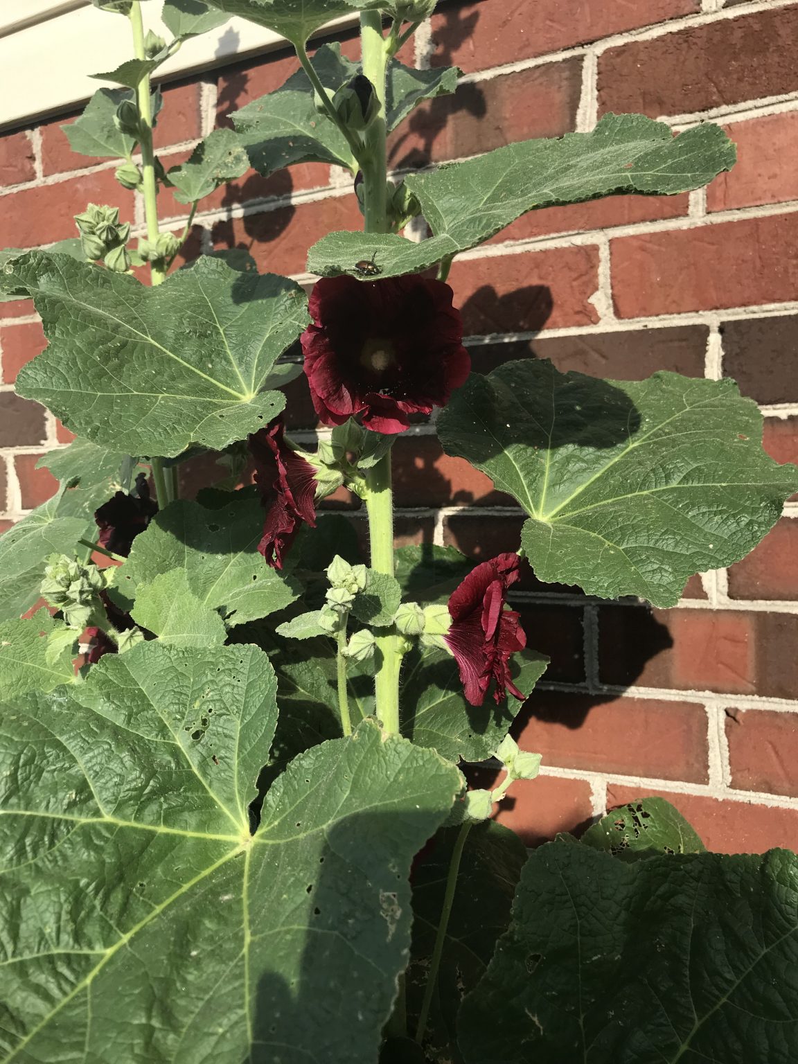 Great Danes! The dog days of summer are here