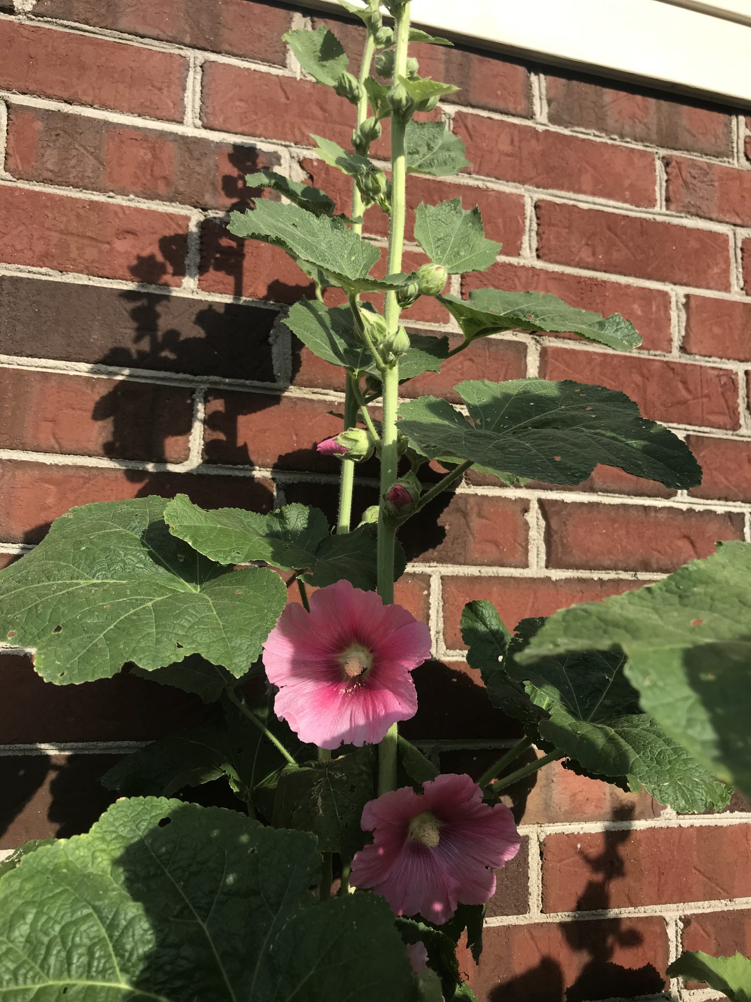 Great Danes! The dog days of summer are here